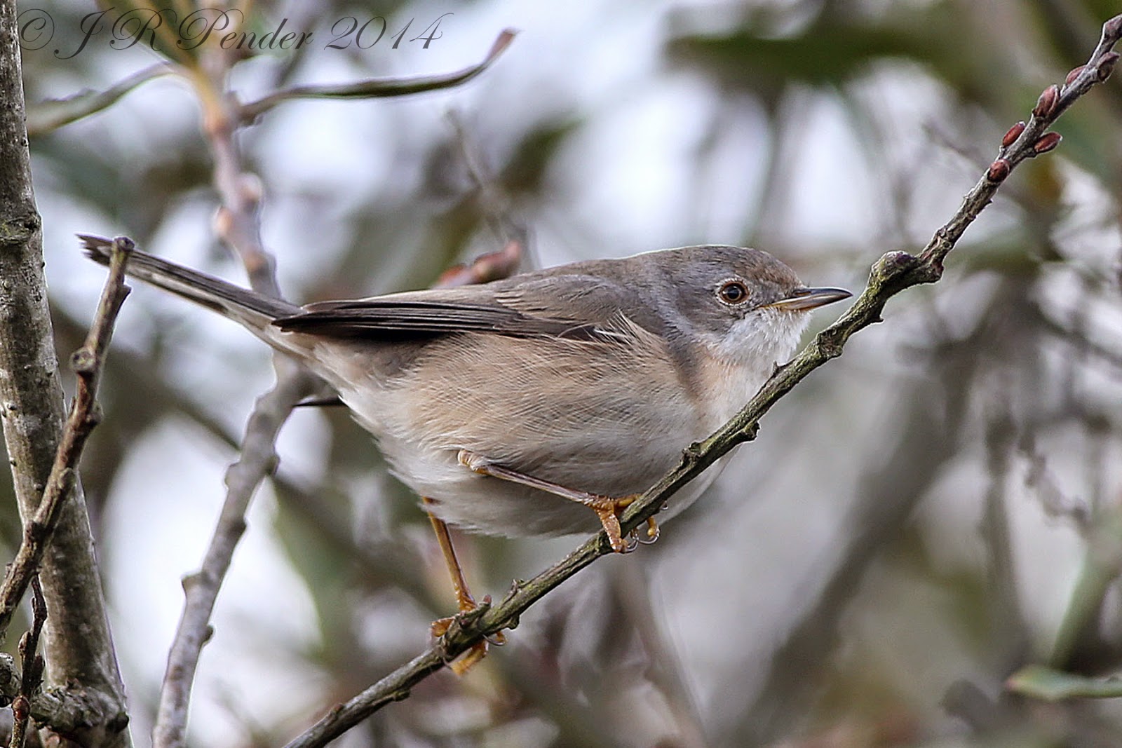 Joe Pender Wildlife Photography: Subalpine Warbler ((Sylvia cantillans)