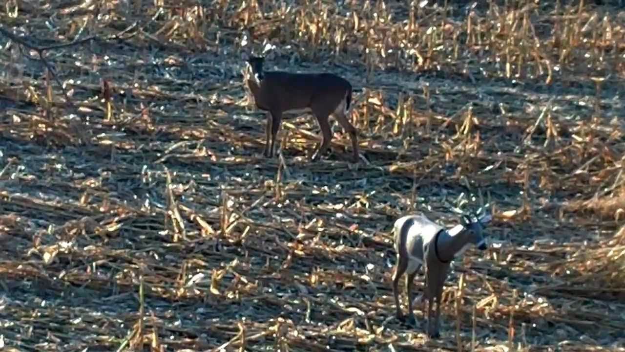 Project Gridless: Bowhunting Equipment Basics