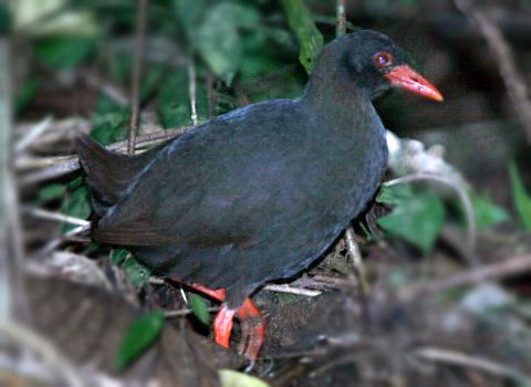 Birds That Cannot Fly ~ Explore Amazing World