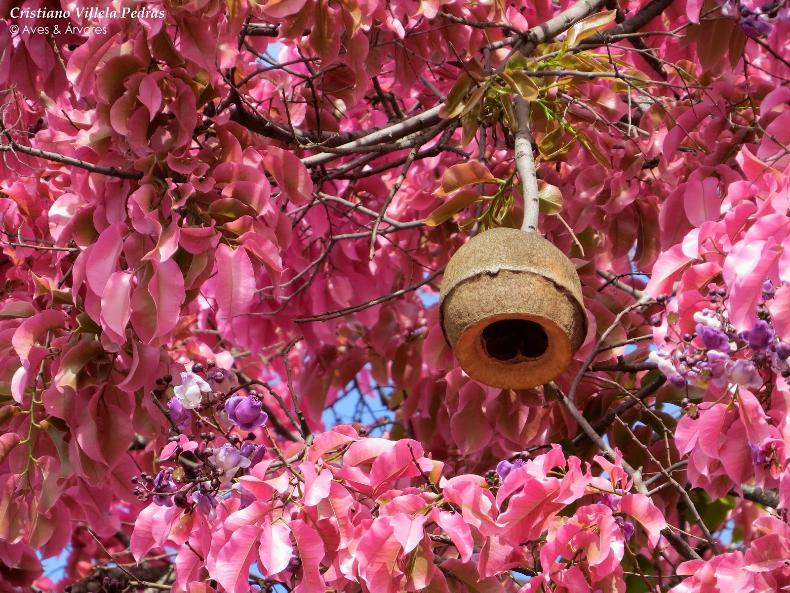 Aves & Árvores: Sapucaias da Quinta da Boa Vista (RJ)