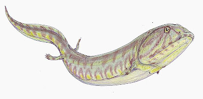 Variety of Life: Tetrapoda