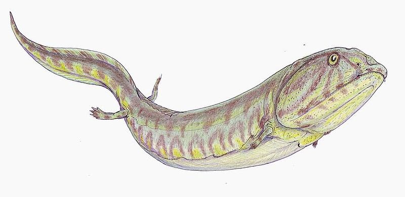 Variety of Life: Tetrapoda