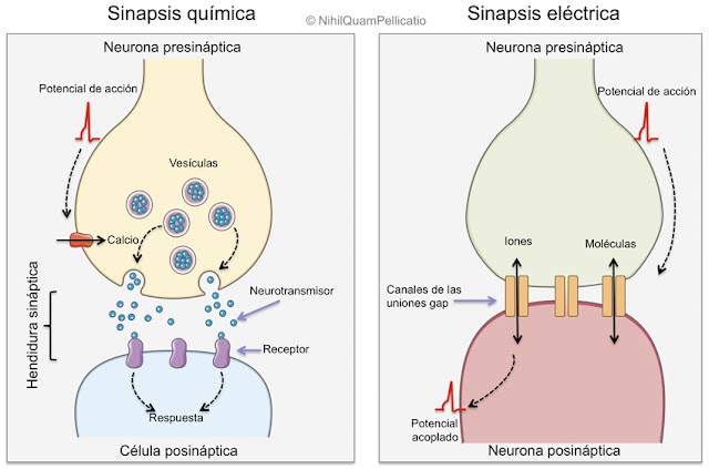 5.- PROCESO DE SINAPSIS