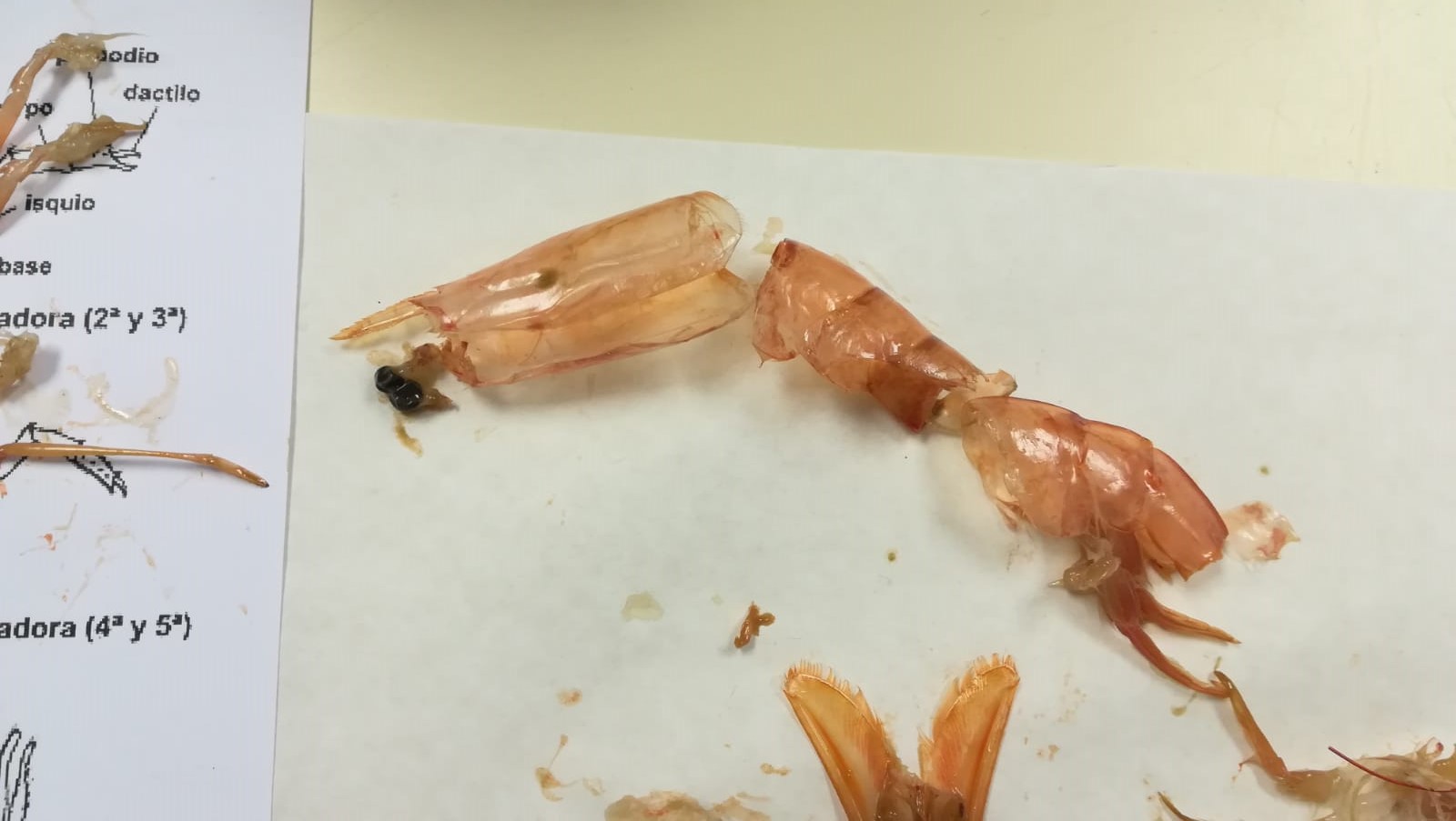 6. DISECCIÓN DE UN CRUSTÁCEO DECÁPODO
