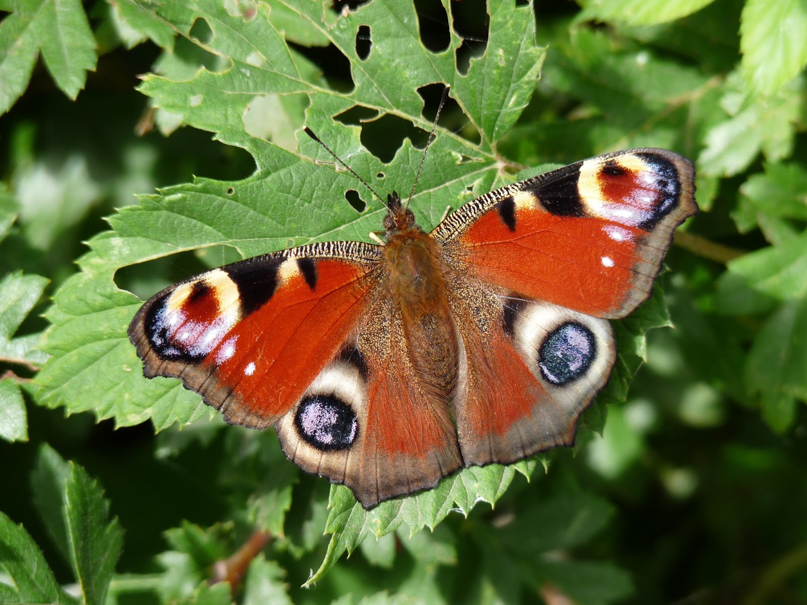 What's cooking?: Butterfly Family