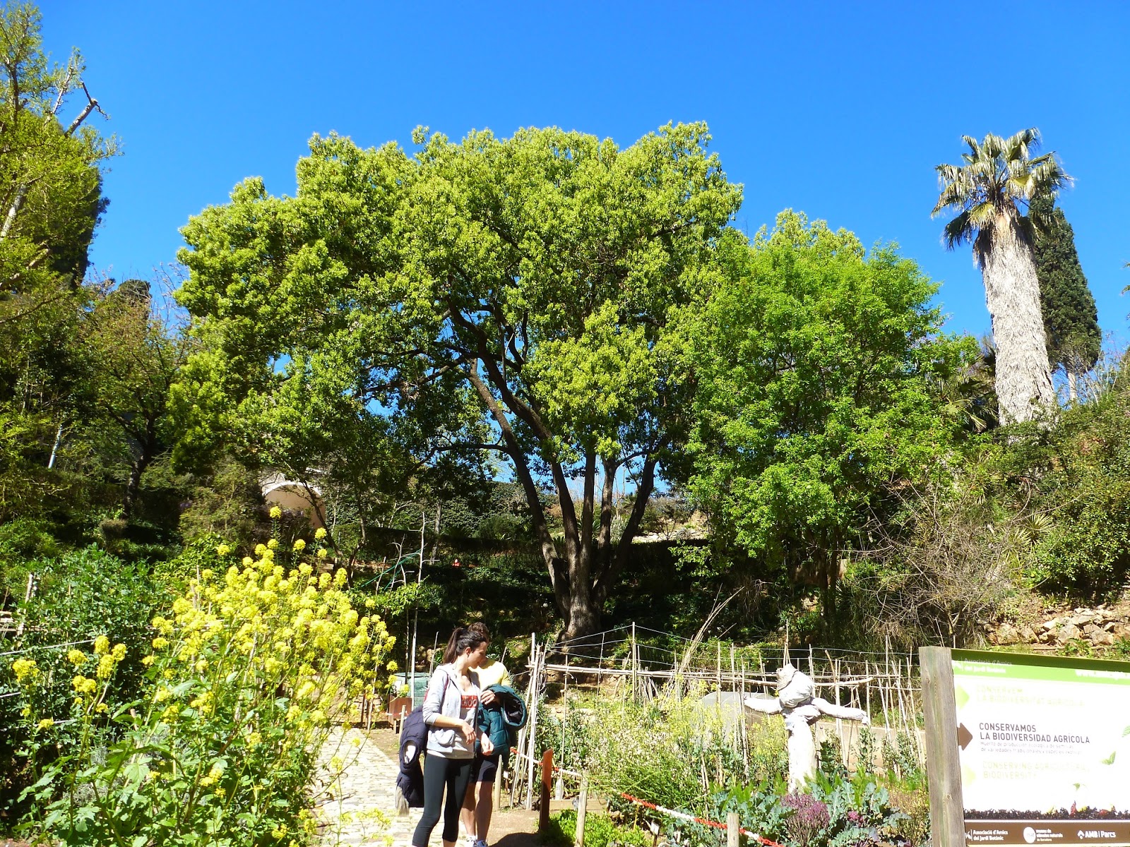 Árboles con alma: Alcanfor. Camforer. (Cinnamomun camphora) )