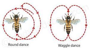 Biology kida (Class Insecta): COMMUNICATION BETWEEN HONEY BEES
