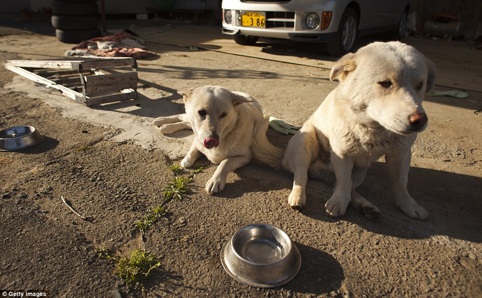 AnimalitruS Argentina: MILES DE ANIMALES ATRAPADOS EN ZONA DE EXCLUSION ...