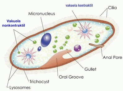 Vakuola: Pengertian, Gambar, Struktur dan Fungsi Lengkap - BACA CODING