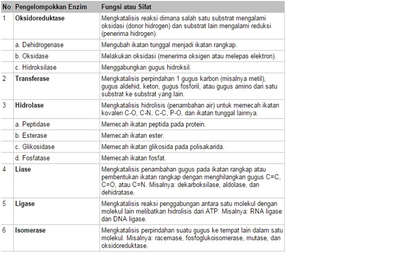 DUNIA PENGETAHUAN: ENZIM