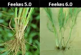 Bill's Forage Files: Crop Alert 3-7-2014