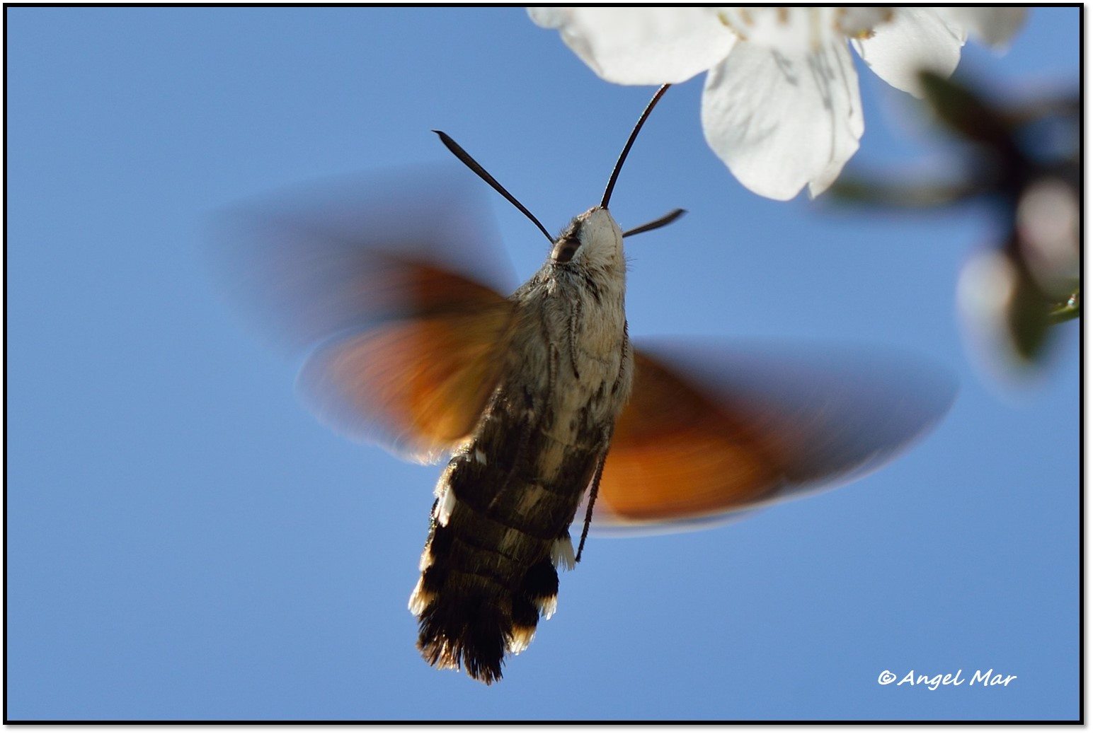Butterflies and Dragonflies: Macroglossum stellatarum (Polilla Esfinge ...