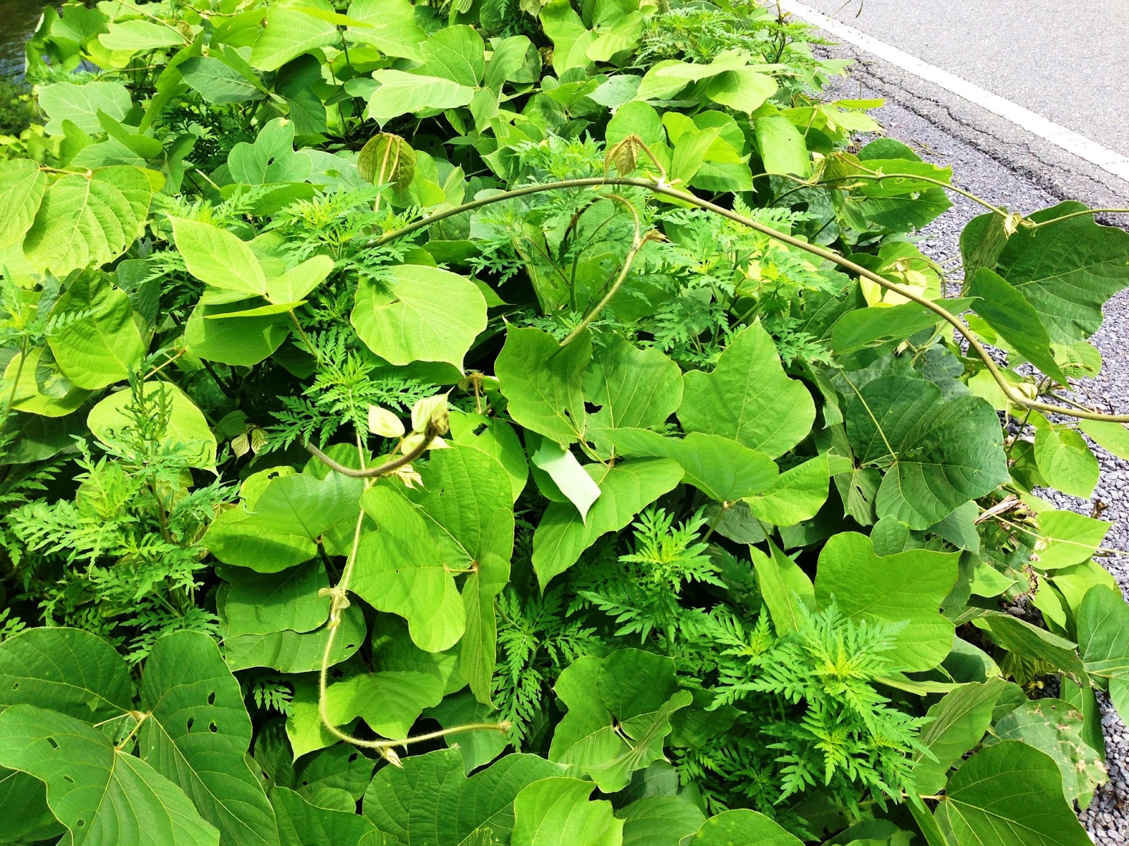 Ruminations and Reflections by Rebecca Elswick: My Kudzu Kingdom