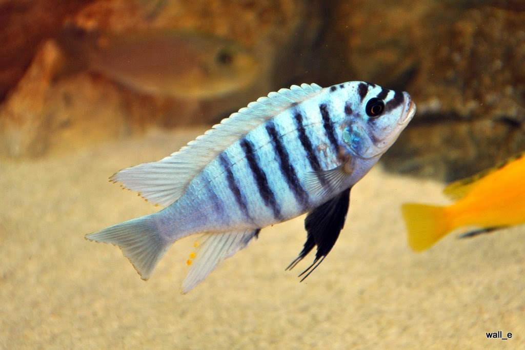 Metriaclima sp. Zebra Chilumba (Maison Reef) ~ despre Malawi, mbuna si ...