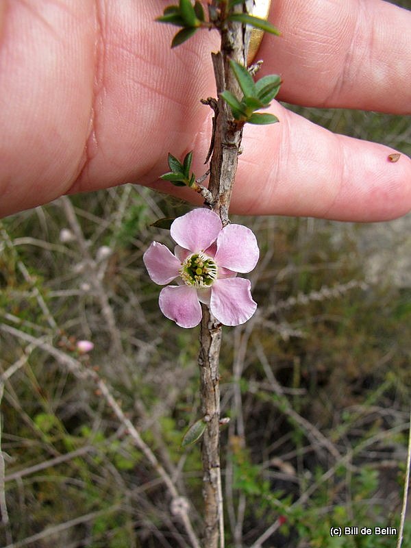 Sydney's Wildflowers and Native Plants: Leptospermum squarrosum - Pink ...