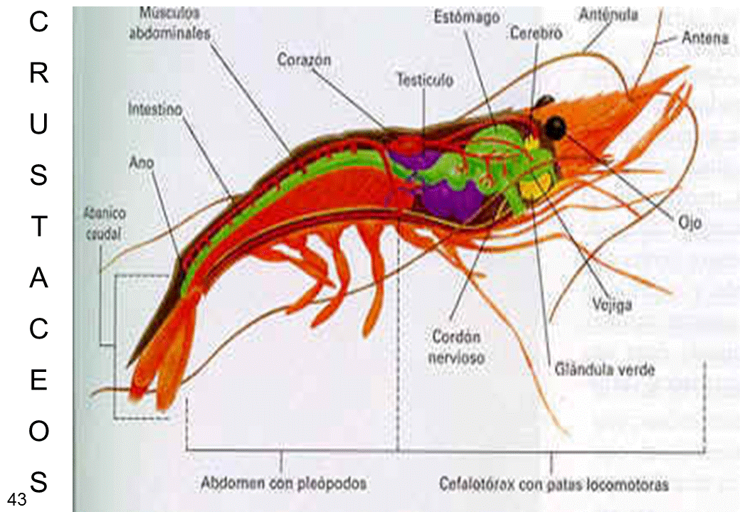 MED 114: REINO ANIMAL: INVERTEBRADOS