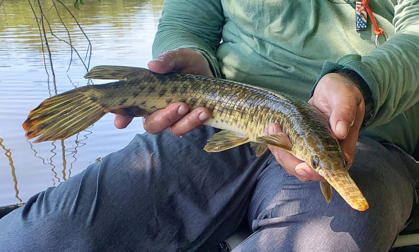 Momentum is Building for the Protection of Gar