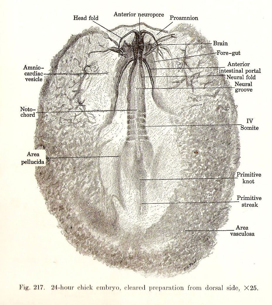 PEMBENTUKAN ORGAN TUBUH (ORGANOGENESIS) ~ Embryology of Aves