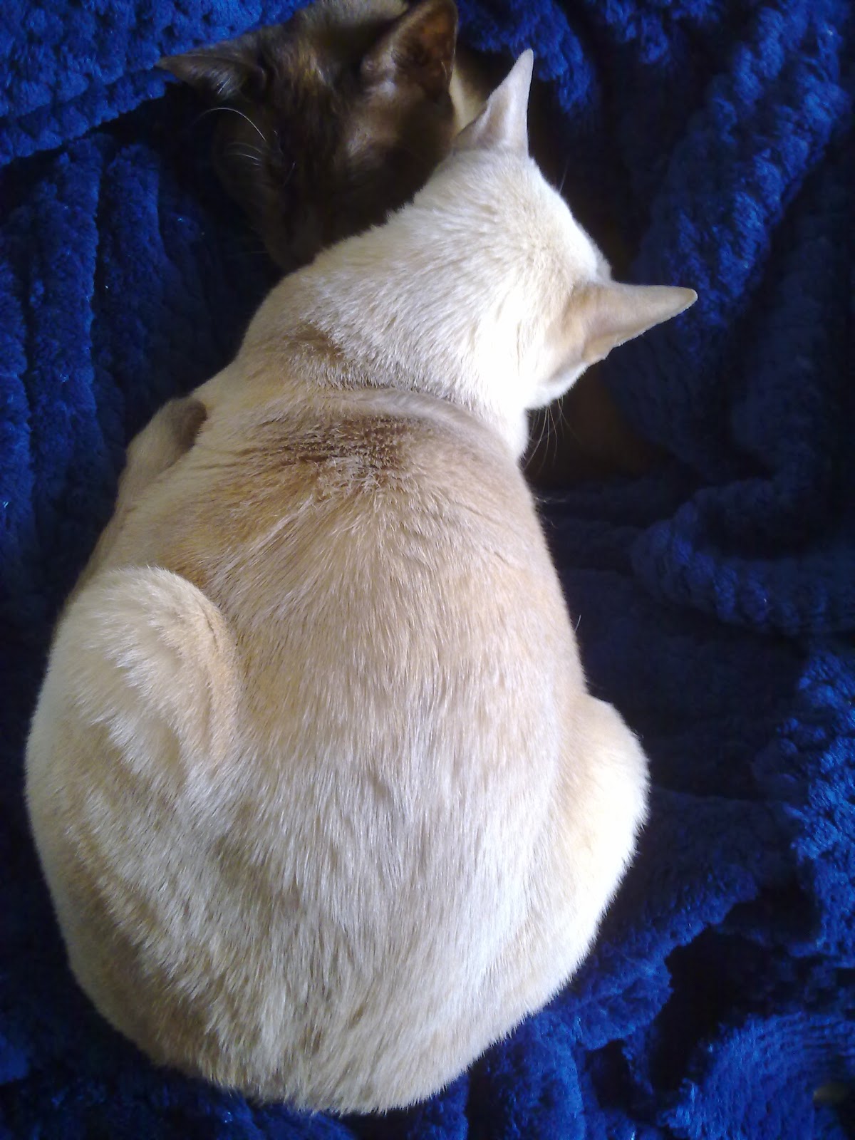 Mum's Simply Living Blog: Yip, yip