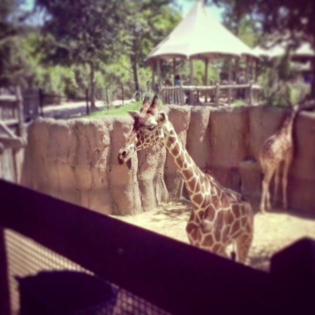 what are this?: Meet Derpy the Giraffe!