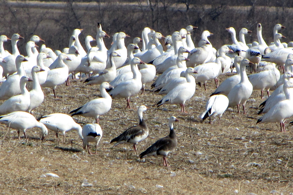 SNOW GOOSE