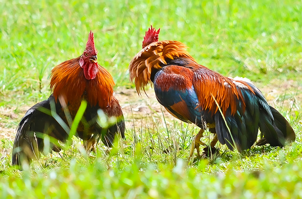 The Explorer : Gallus Gallus Domesticus: The Fight for Legacy