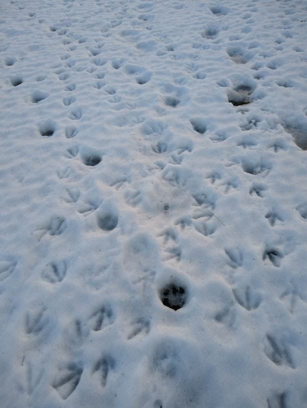 The Woodsman's Journal Online: Turkey or Goose Tracks?