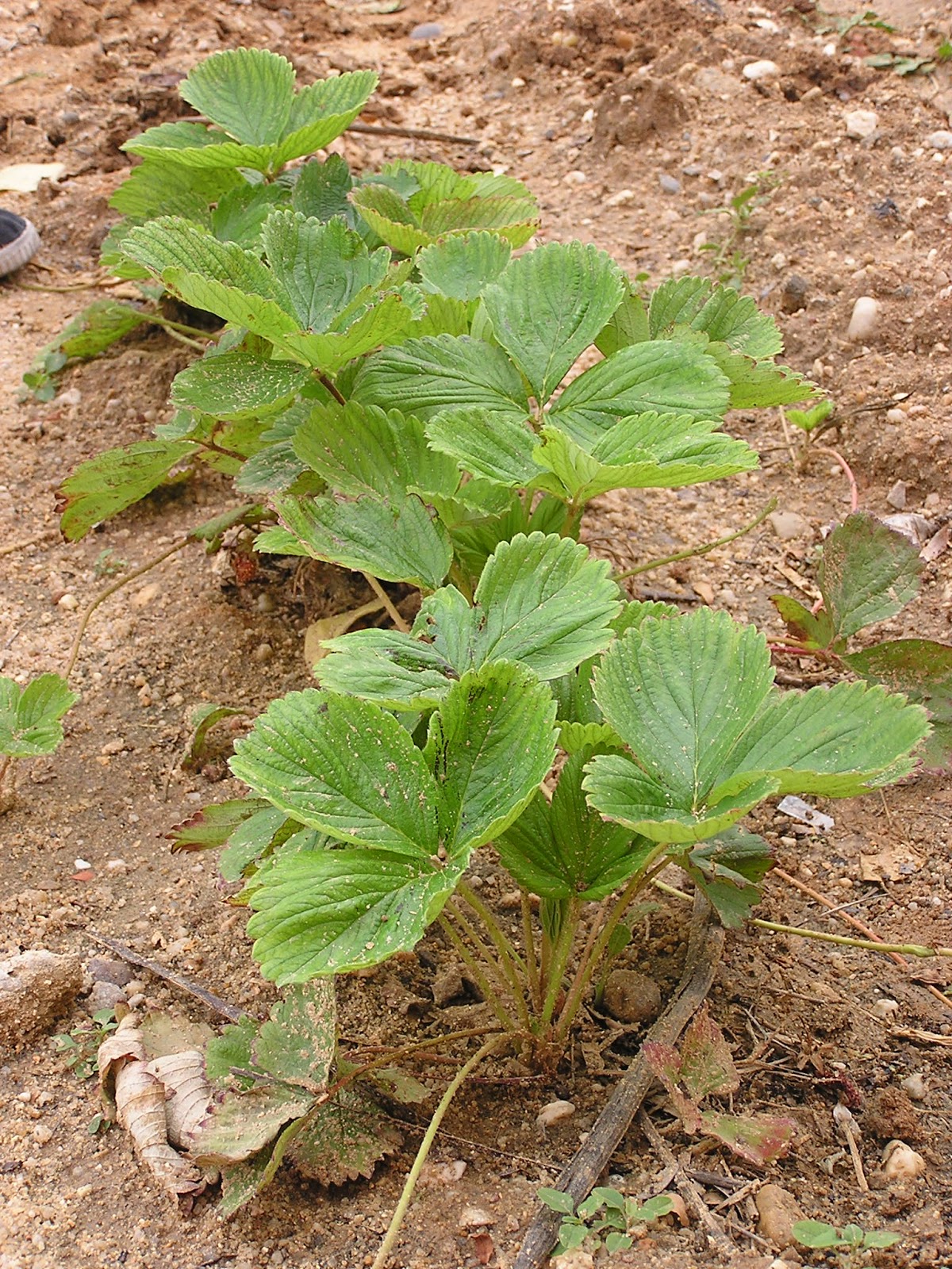 EL HUERTO DE MI ESCUELA: ESTOLONES DE FRESAS
