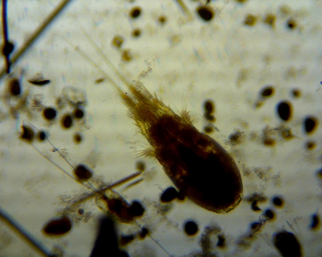 KEHIDUPAN DALAM SETETES AIR (Plankton di Indonesia)