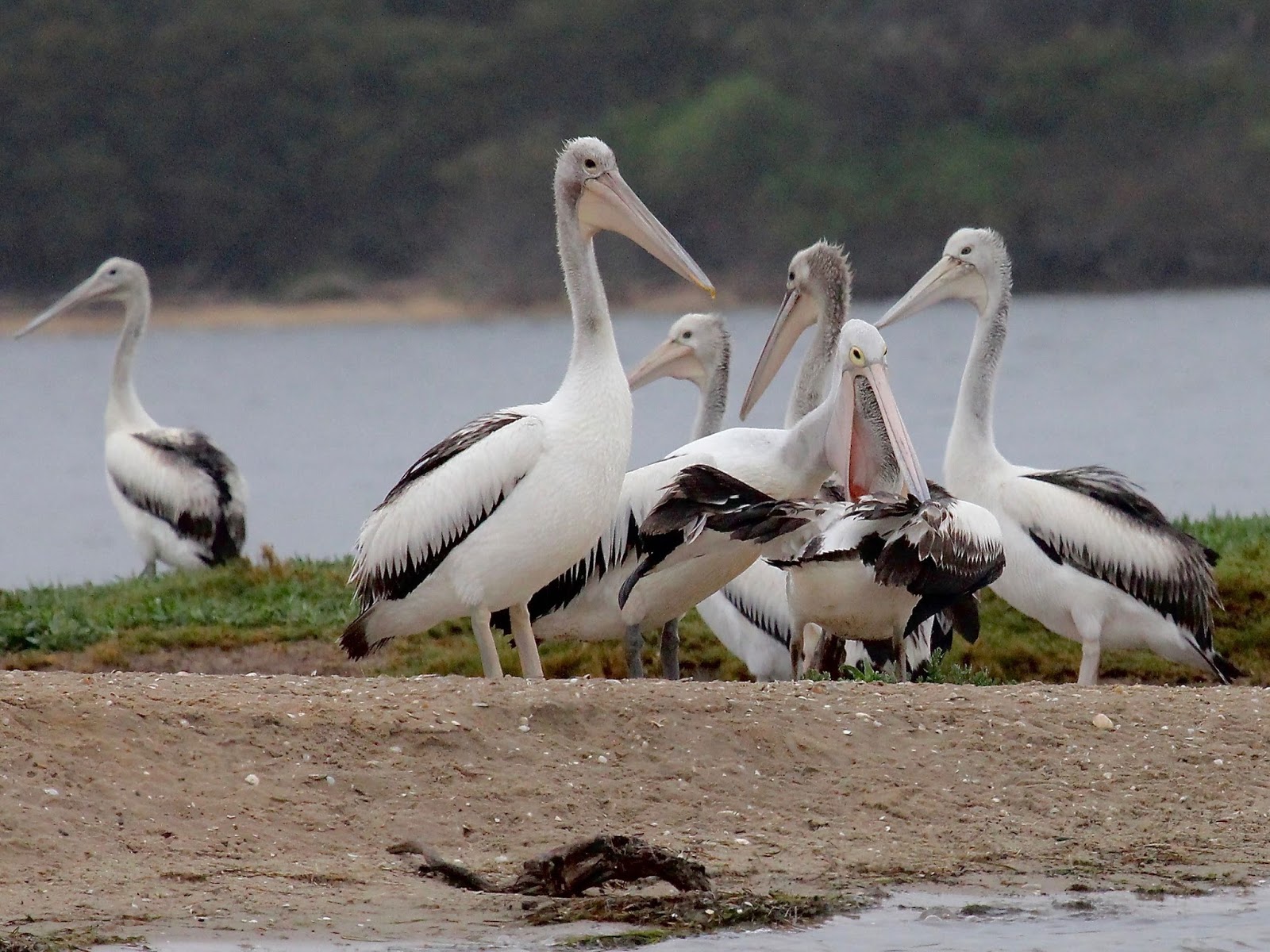 Avithera: Australian Pelican juveniles – strange behaviour after feeding