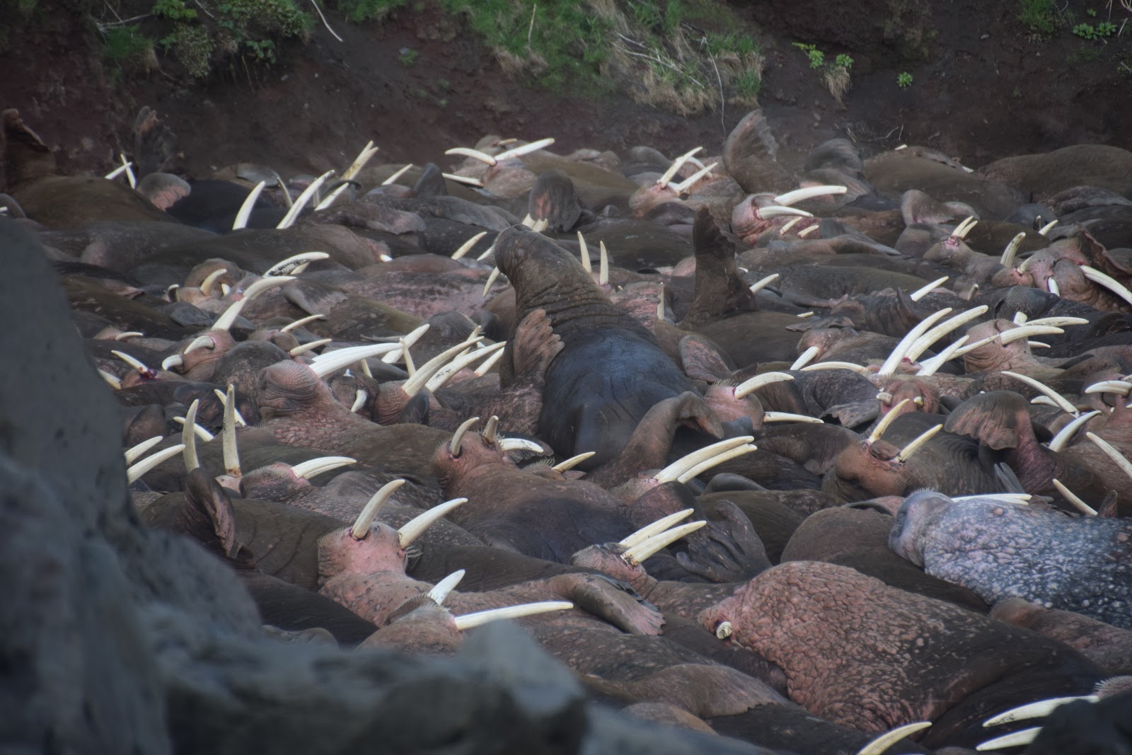 Sailing The Pacific Ring Of Fire