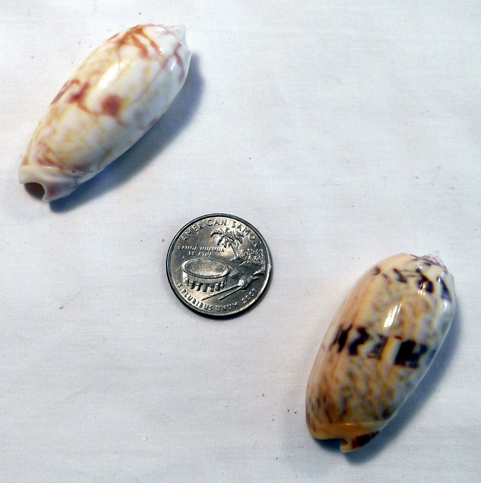 Across The Universe: Shelling in Samoa