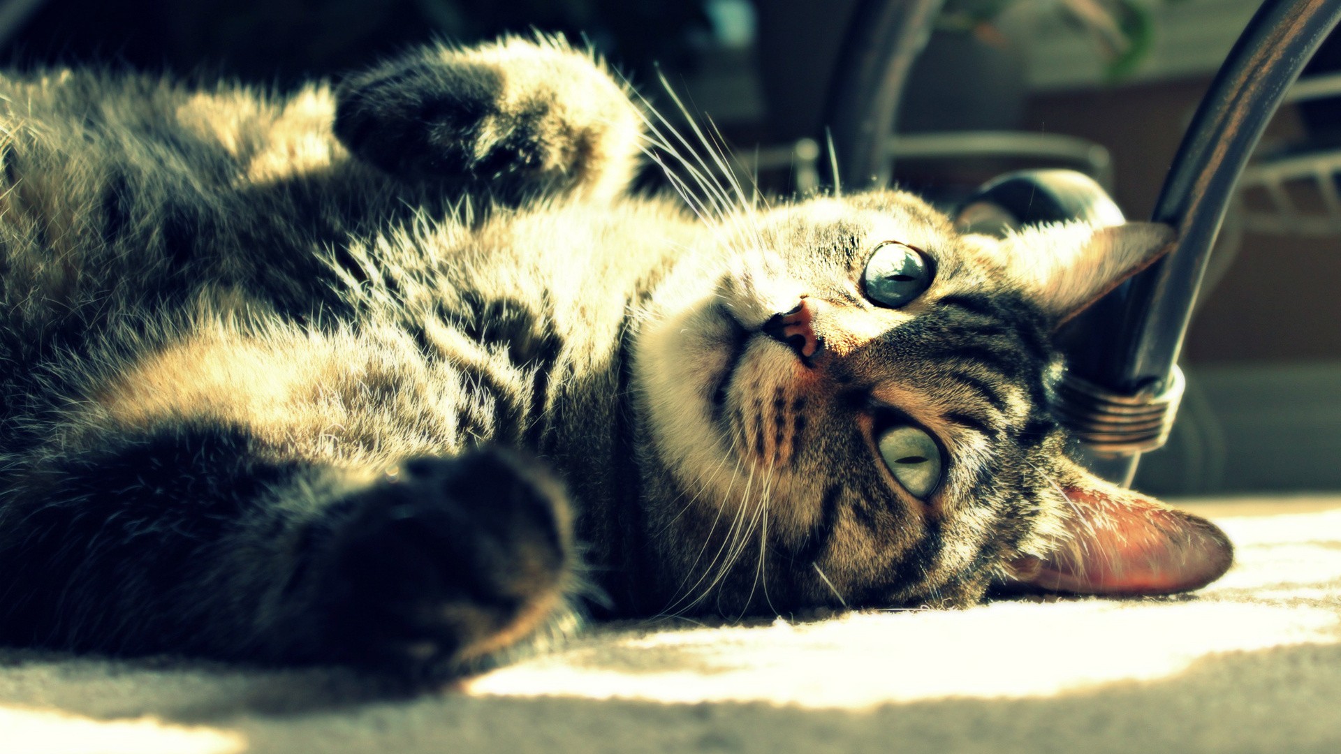 Cat Playing Under The Sun - High Definition Wallpapers - HD wallpapers