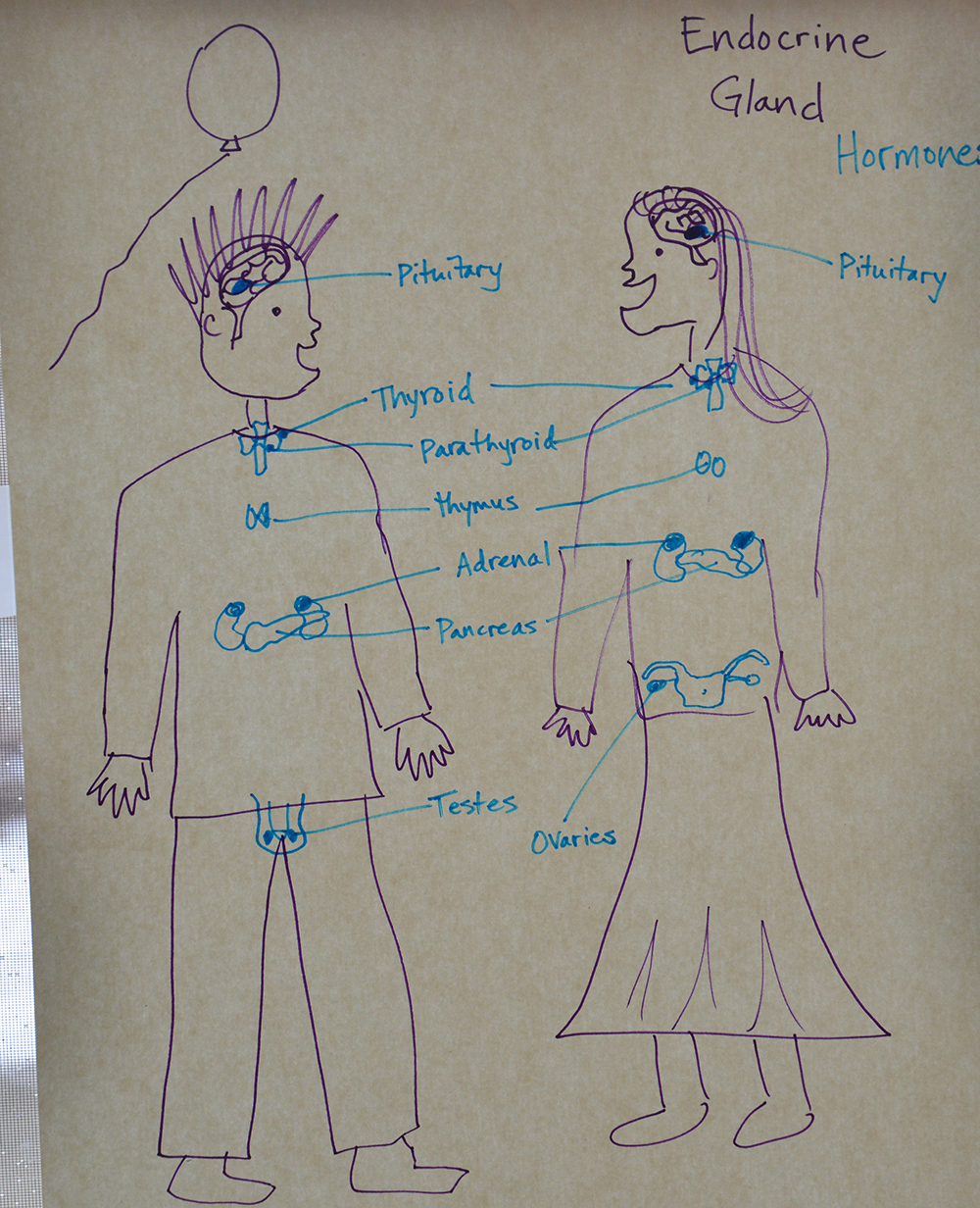 Endocrine System Diagram For Kids Unlabeled
