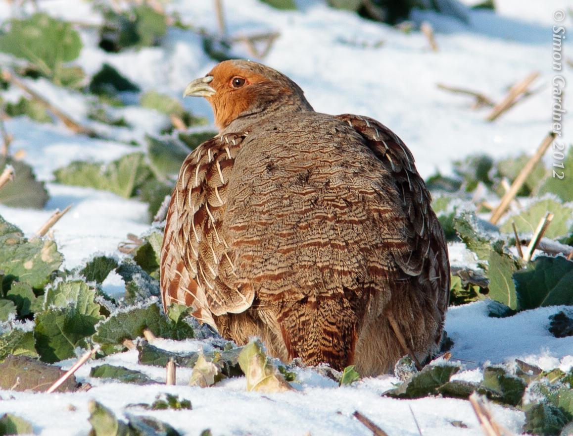 BUCKINGHAMSHIRE BIRDING: Twitching the GREY PARTRIDGES - and what a ...
