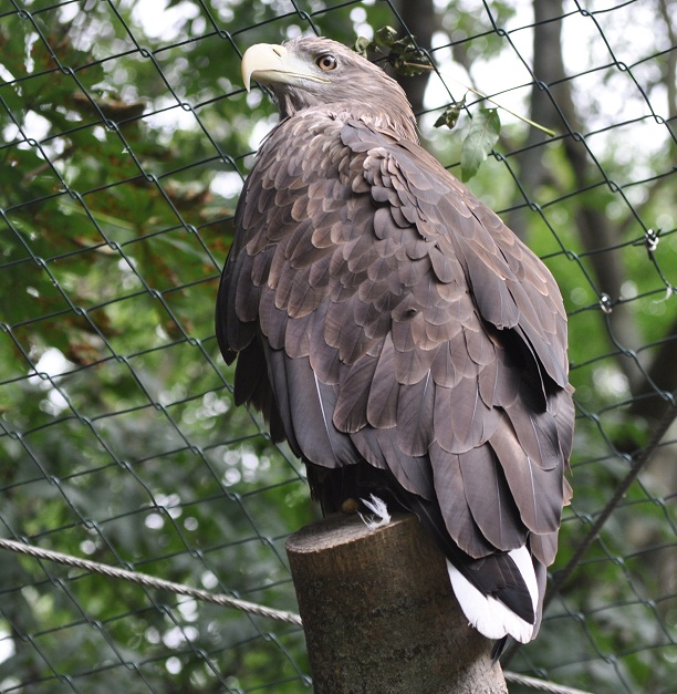 ZOOTOGRAFIANDO (6.057 ANIMALS): PIGARGO EUROPEO / WHITE-TAILED SEA ...