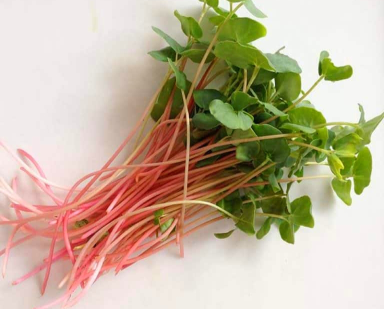 Microgreens, Sayuran dan Makanan Fungsional Trendi di Saat Krisis ...