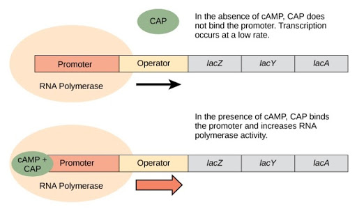 Microbiology Notes: LAC OPERON IN E.coli