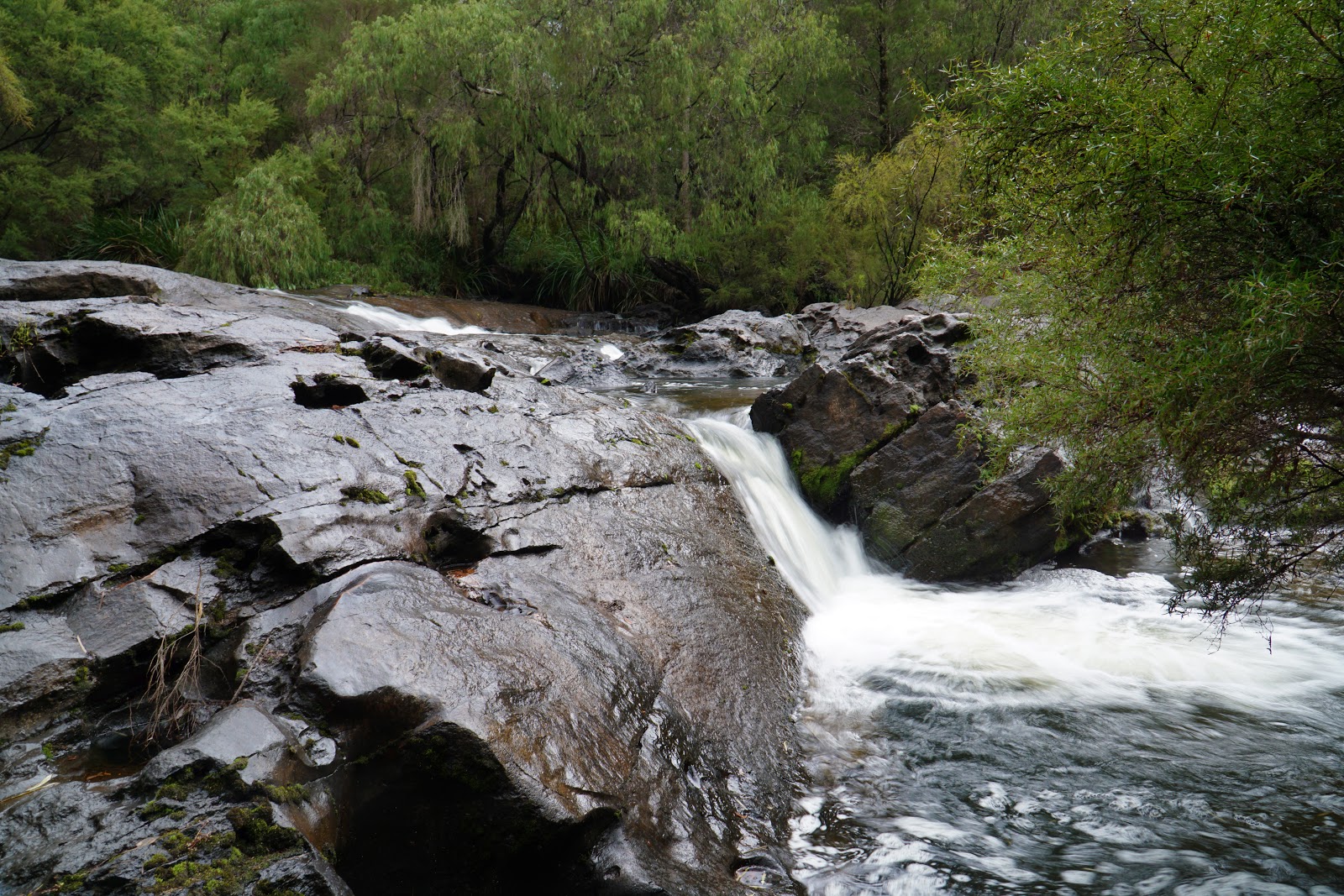 Lefroy Brook Loop Walk (Gloucester National Park) ~ The Long Way's Better