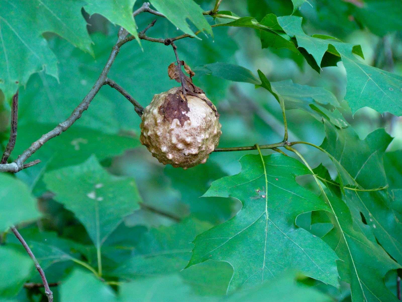 Acorn tree - xtraryte