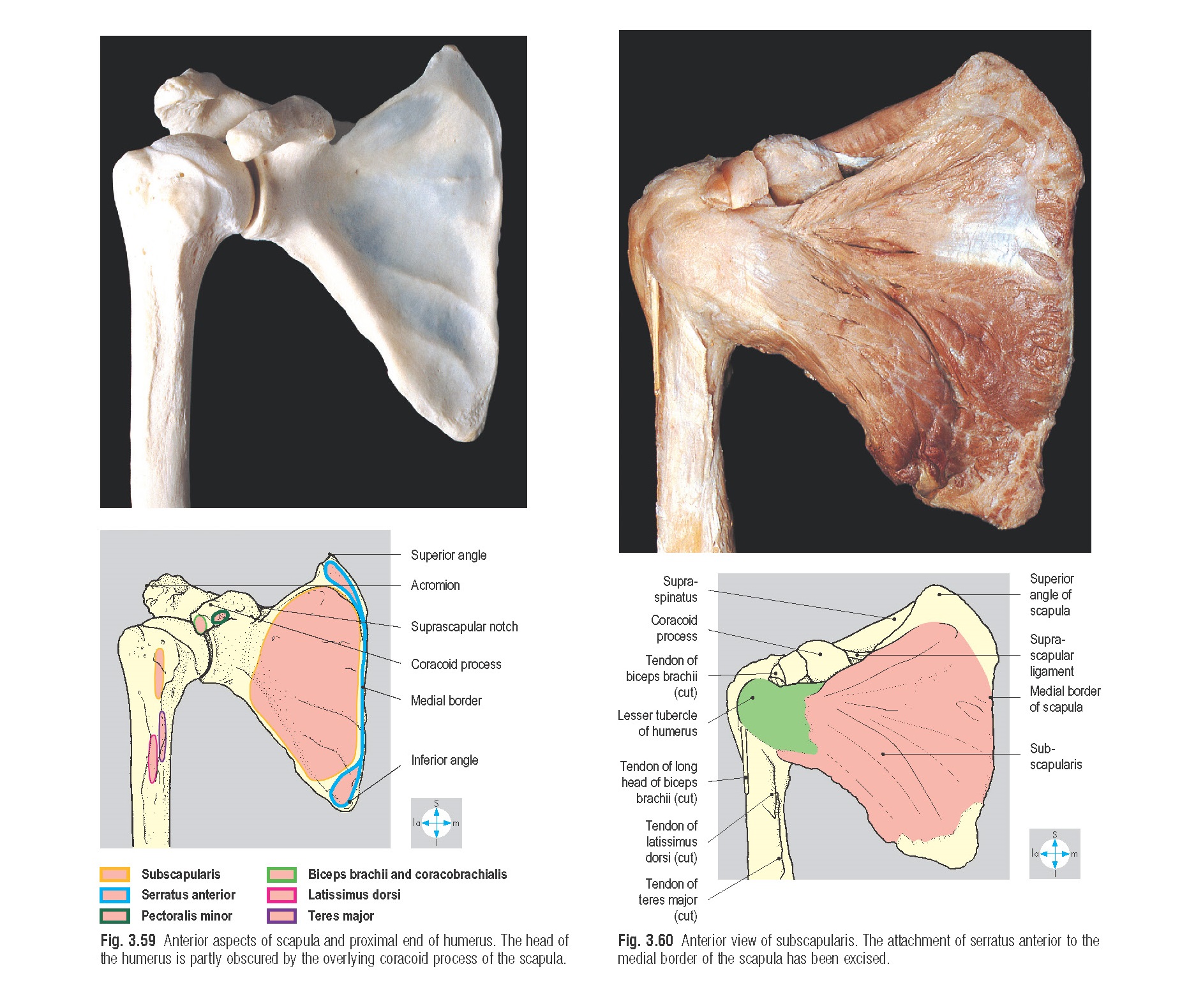 Short Scapular Muscles Anatomy - pediagenosis
