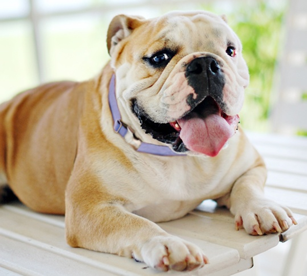 Cães, nossos Amigos: Bulldog Ingles