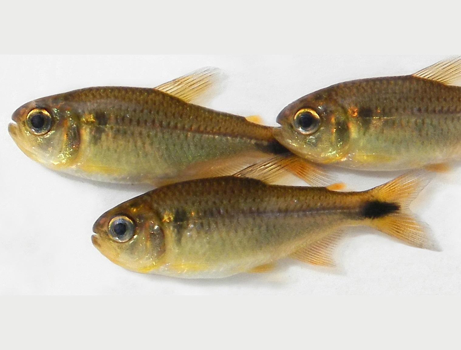 Species New to Science: [Ichthyology • 2021] Moenkhausia cambacica • A ...