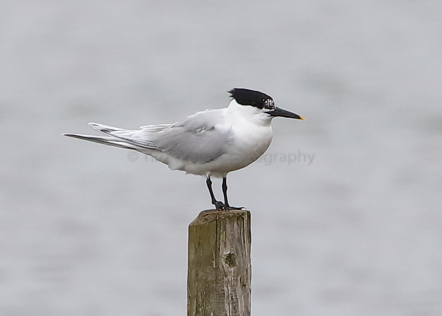 Colyton Wildlife: Excitement on the Axe - birds arrive