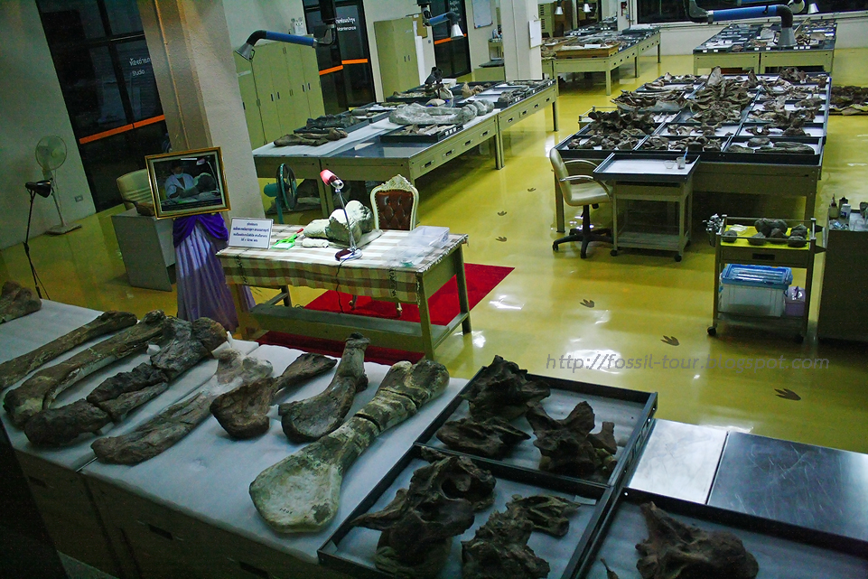 Vertebrate Paleontology Laboratory | Phu kum khao Dinosaur Museum ...