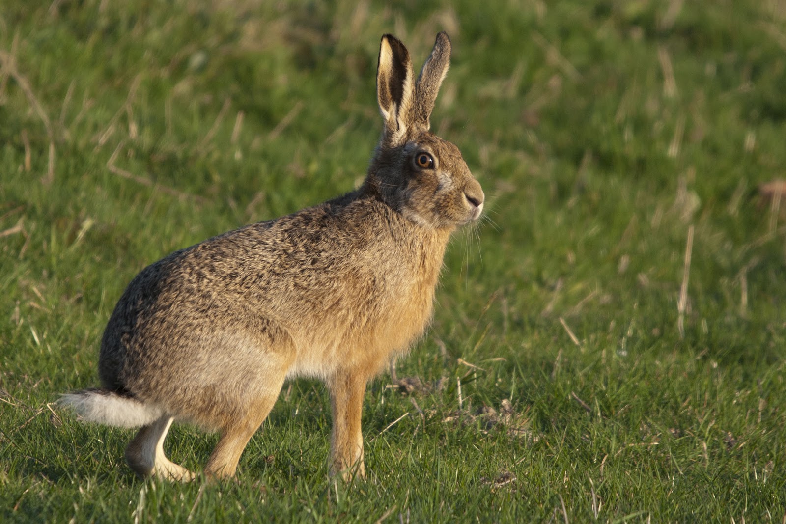 Yorkshire Field Herping and Wildlife Photography: Brown Hares at last!