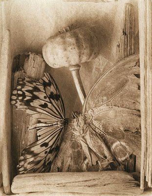 Elemeno P: Bruce Rae