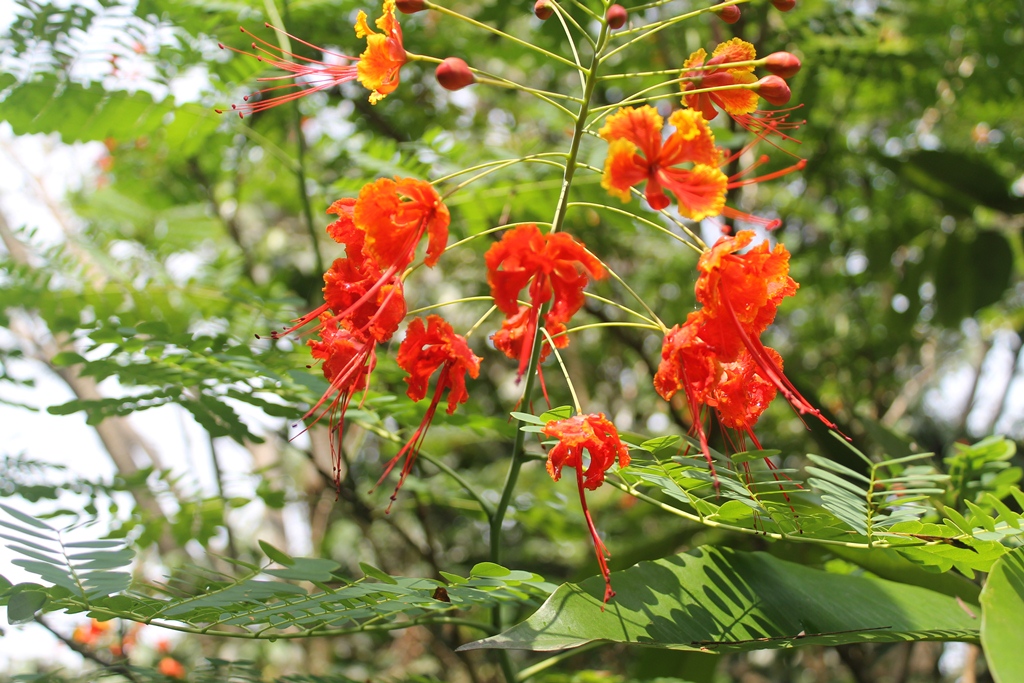 Tanaman Jati Diri ~ Arboretum Universitas Padjadjaran
