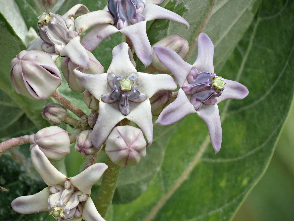 Medicinal benefits of Calotropis