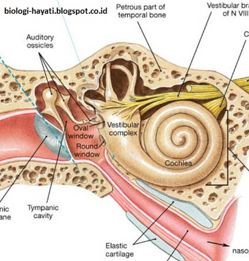 Bagian-Bagian Telinga dan Proses Terjadinya Pendengaran